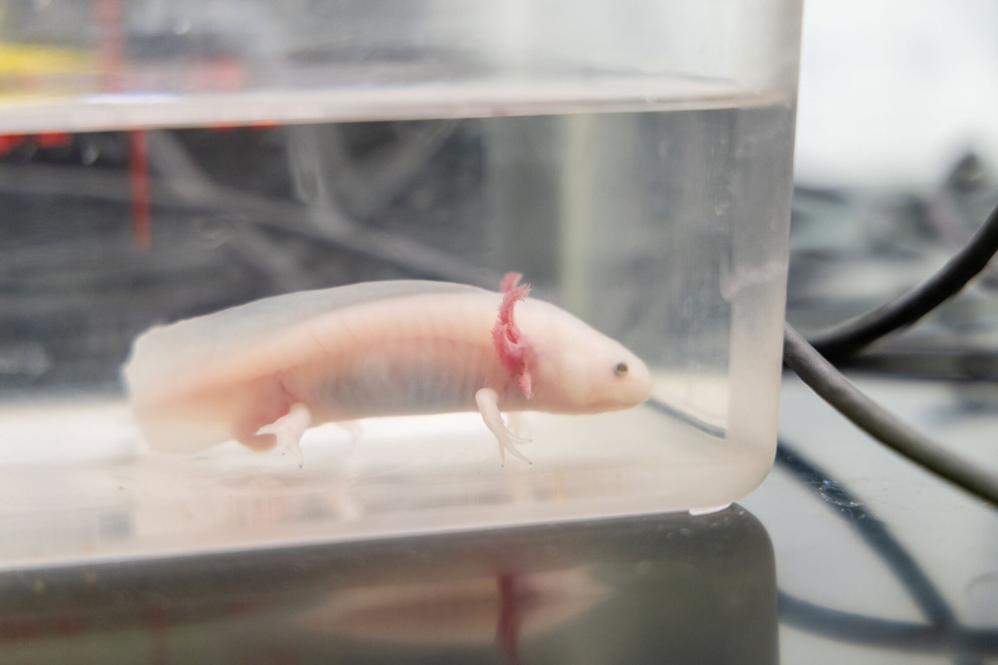 Summer Research Projects Underway | Bridgewater College